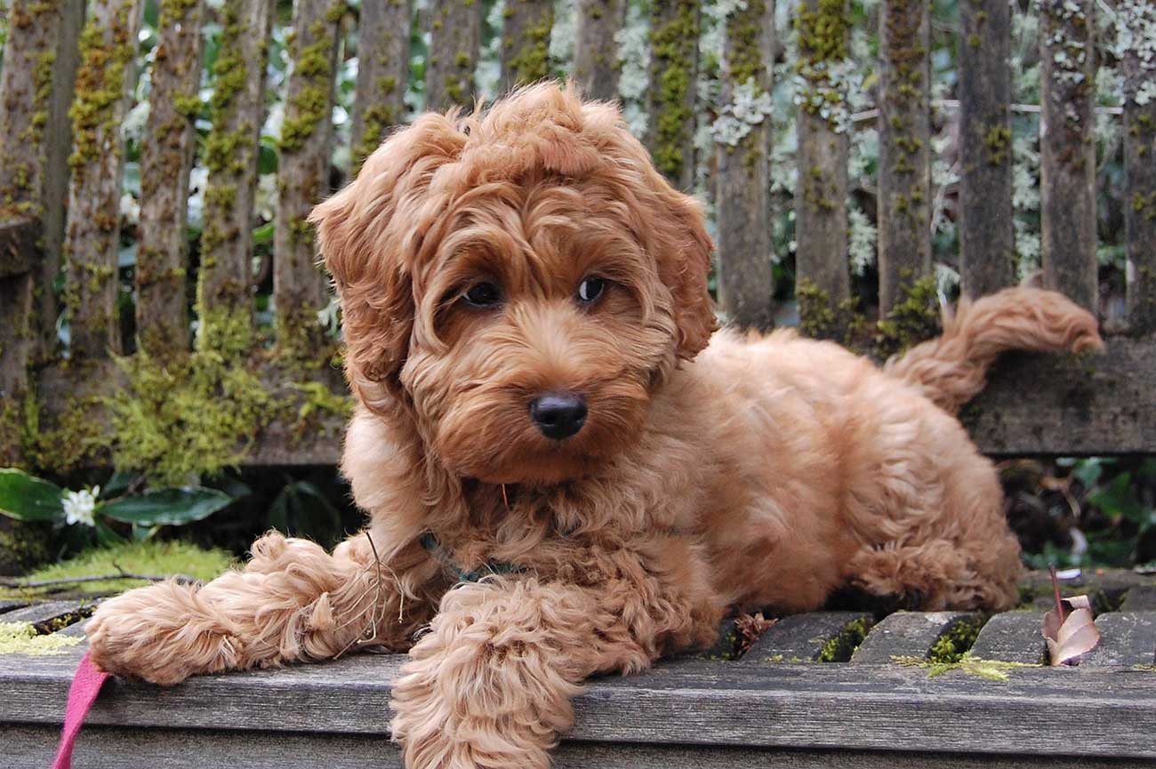 Doodle Hunde Ratgeber - Alles über Doodle-Rassen
